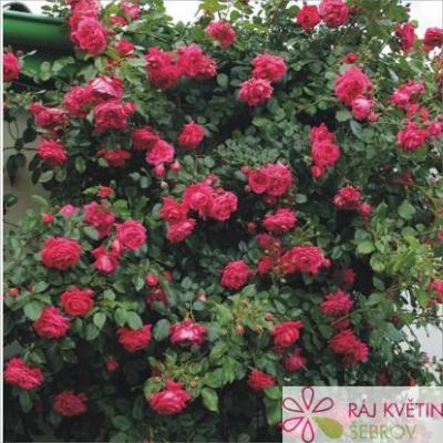 Pnoucí růže LAGUNA - Ráj květin Šebrov