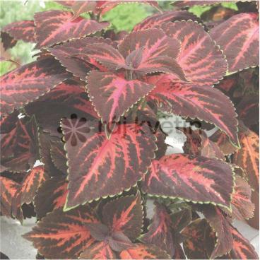 Okrasná kopřiva - coleus King Henry - Ráj květin Šebrov